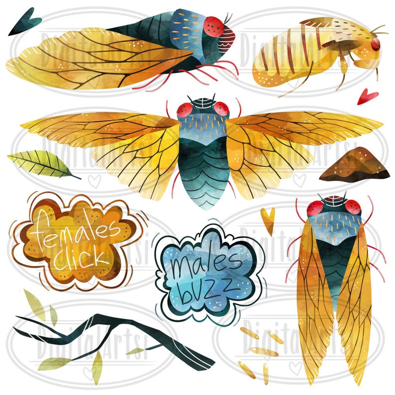 Watercolor Cicada Clipart: Insect Life Cycle Art (digital Download) - Etsy