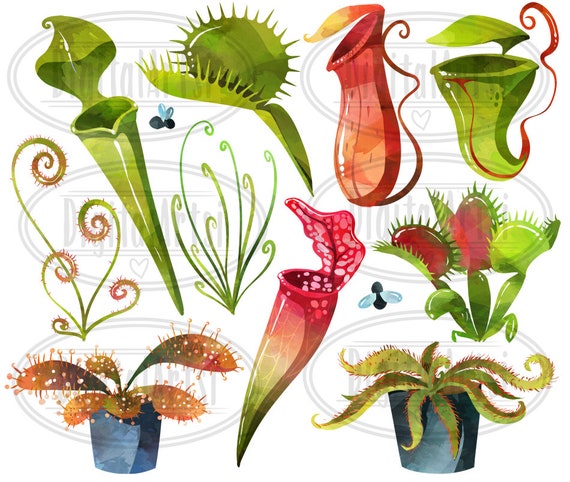 Carnivorous Plants Clipart