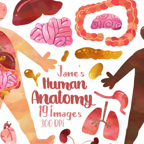 Watercolor Anatomy Clipart Human Body Organs Digestive System - Etsy