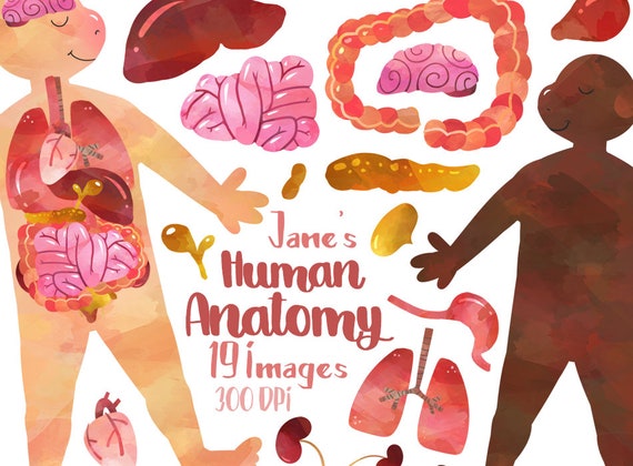 Human Digestive System Clipart
