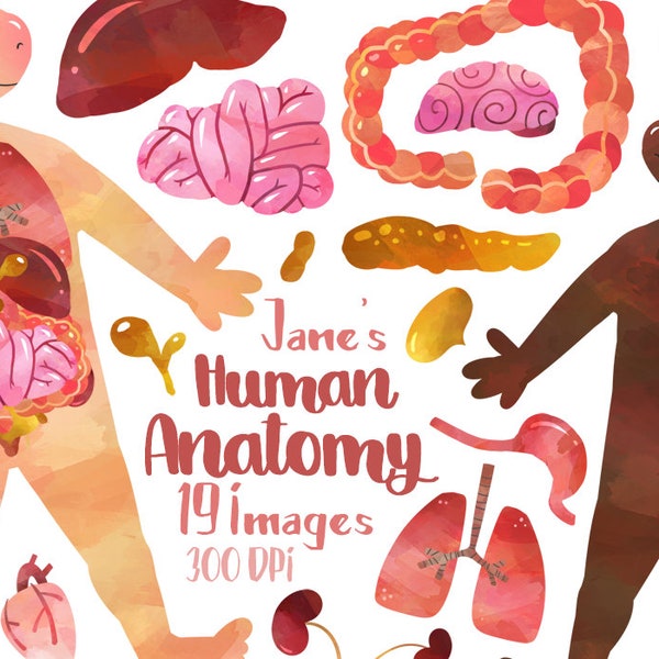 Goodnotes Anatomy Clipart - Etsy