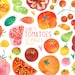 Watercolor Tomatoes Clipart - Tomato Graphics - Digital Download ...
