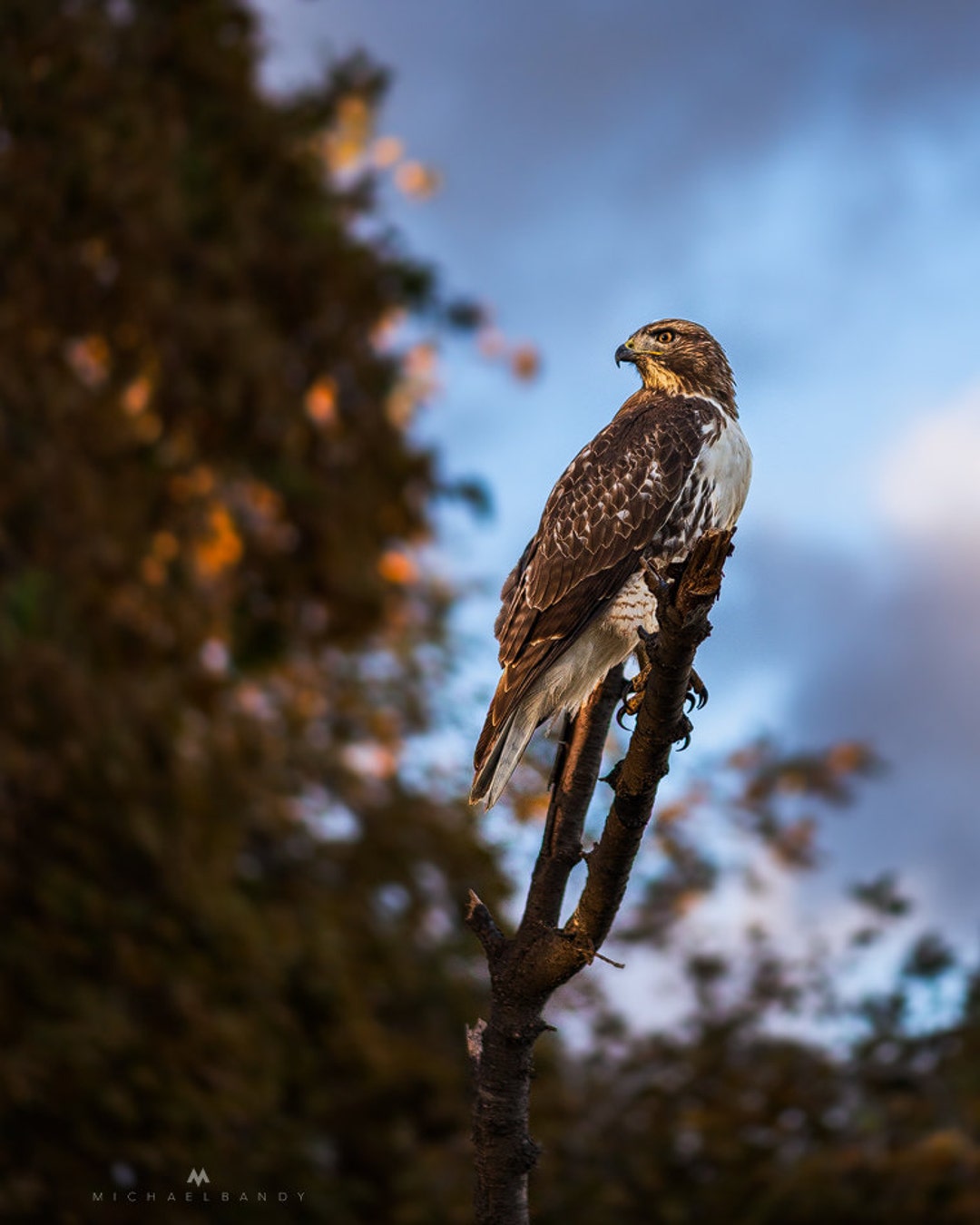 The Sentinel - Wildlife Photo of a Hawk Sitting on a Tree - Etsy