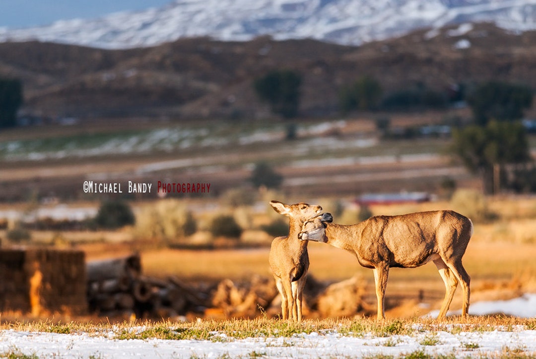 A Tender Moment - Wildlife Photo of a Doe Nuzzling Her Fawn in the ...