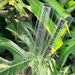 Clear Plant Label | Transparent Plant Label | Plant Name Tag - Etsy