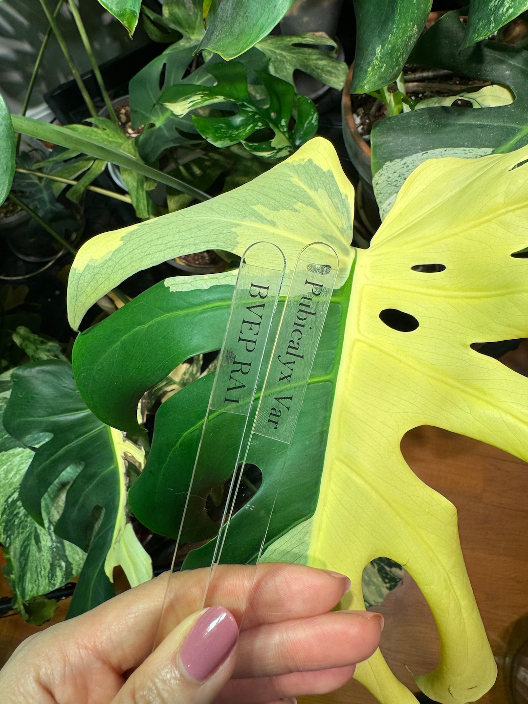 Planting Tags Plant Name Tag Clear Plant Label Transparent Plant Label ...