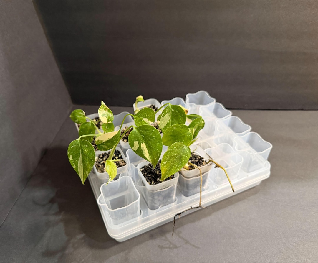 Mini Growing Station Set — 20 Small 2” Pots, Self-water Bases ...