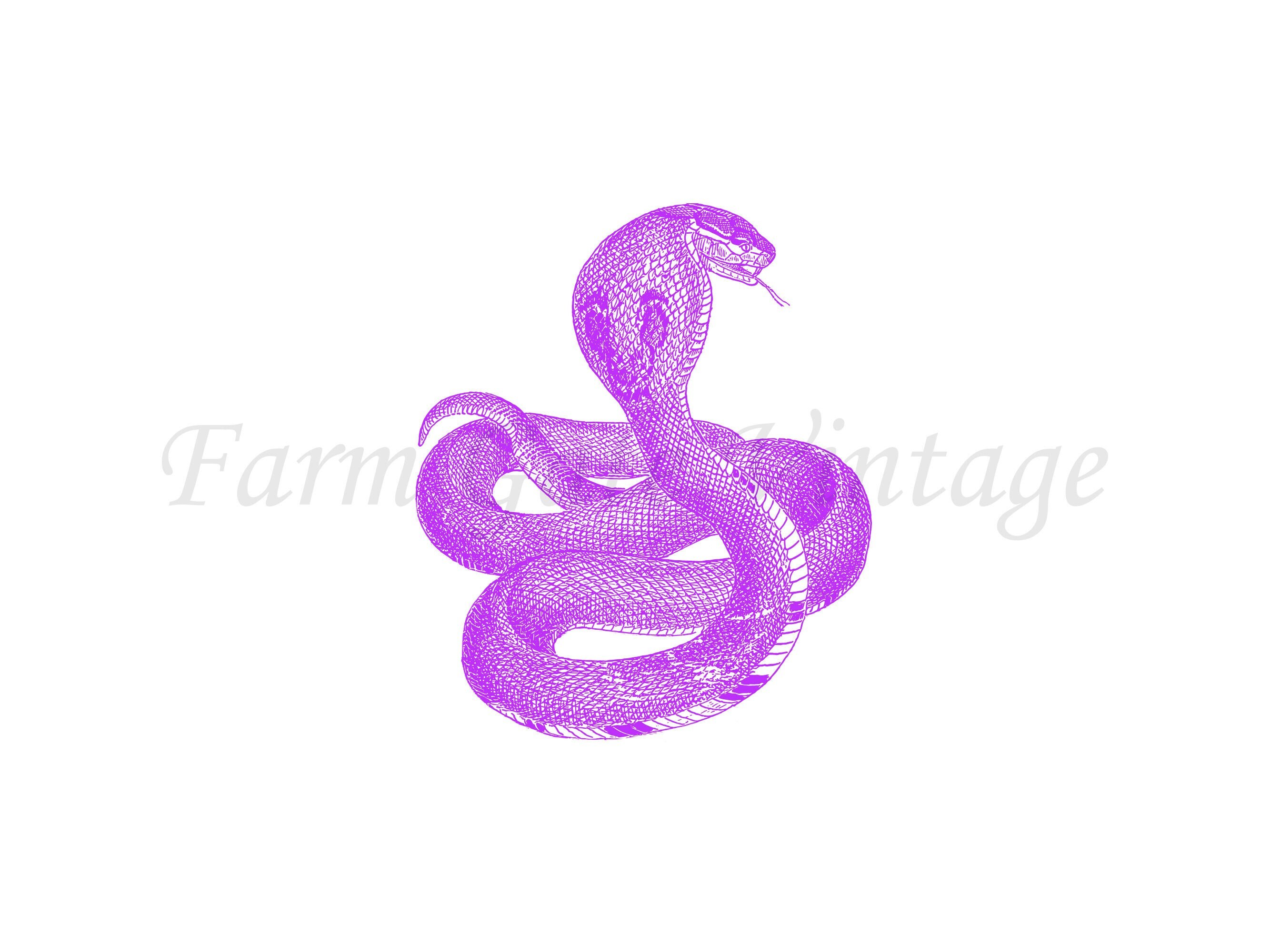 Snake Coiled Up Drawing