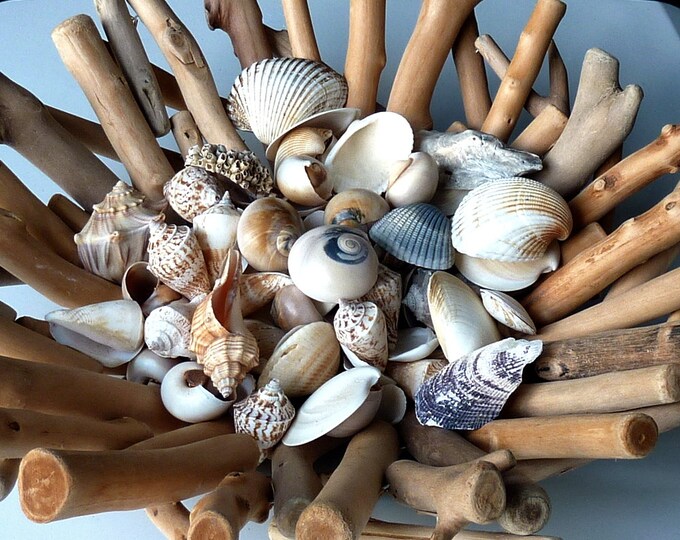 Lot of Seashell Nautical Home Decor Jewelry Crafts Hobby Art Seashells ...
