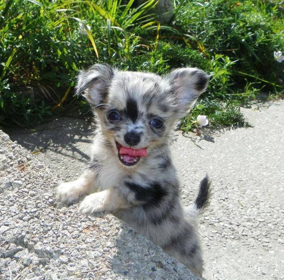 2017 Working Dog Chihuahuas by Midwest Fundraising Calendar - Etsy