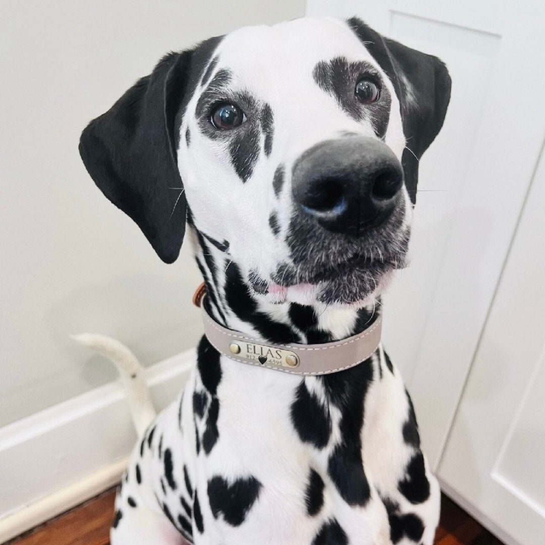 Dog Collar, Vegan Leather, Reflective Collar, Personalized Pet Collar ...