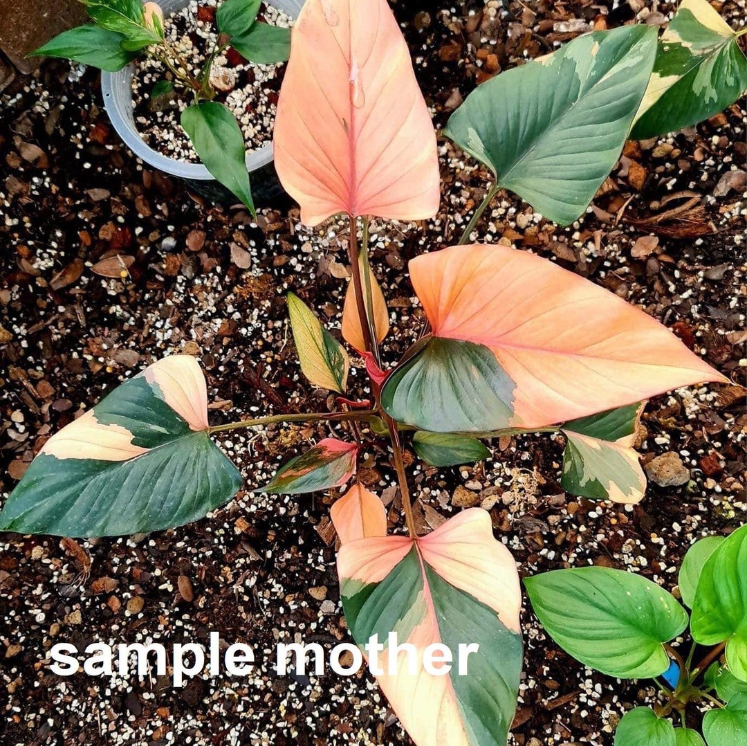 Homalomena Aromatica Variegated in Bottle Ready to Plant - Etsy