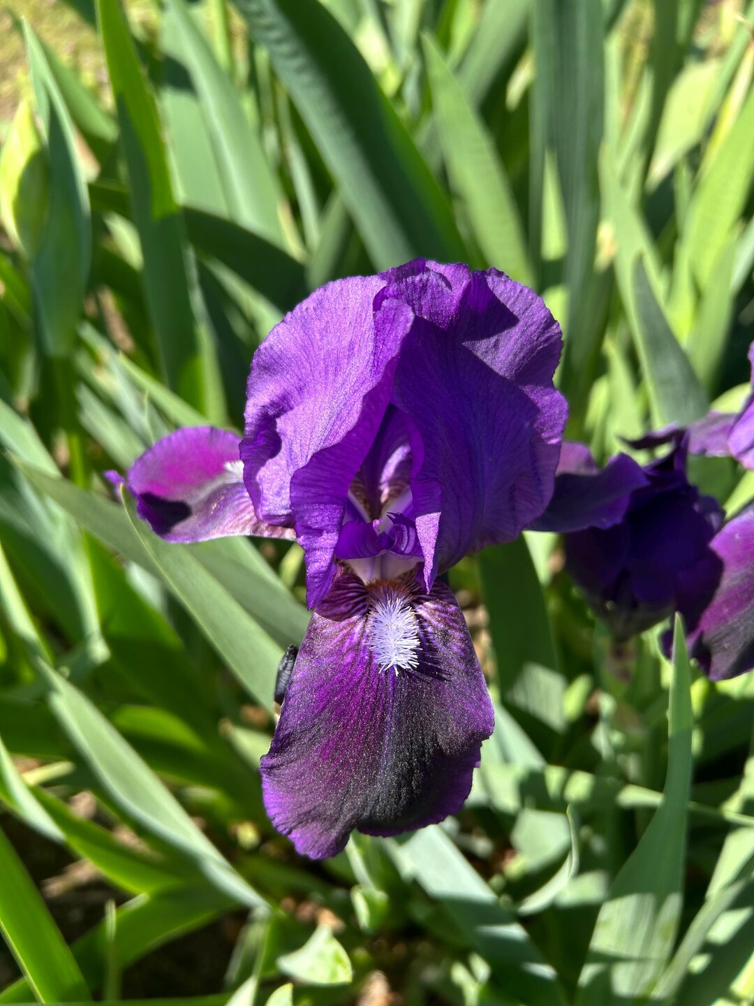 Purple Bearded Iris- Noid - Etsy