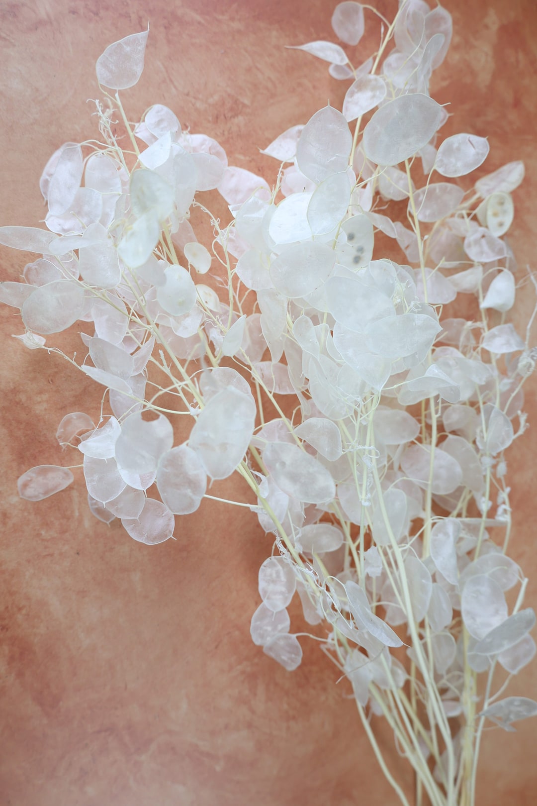 Lunaria, Dried Lunaria , Silver Dollar, Dried Flowers, Home Decor ...