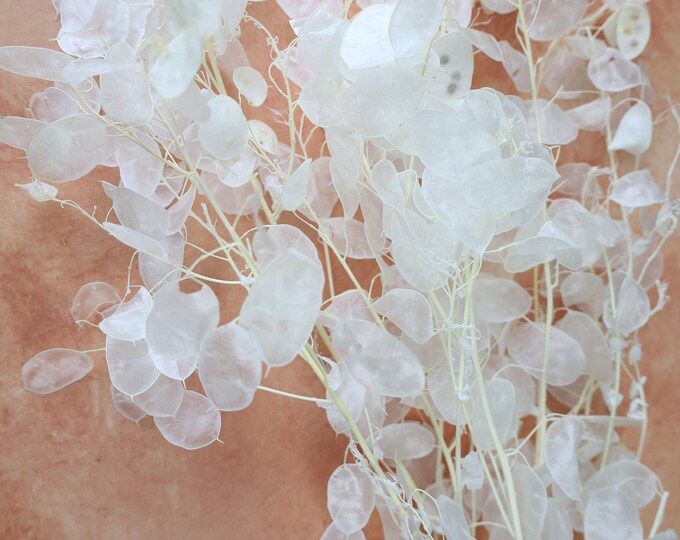 Lunaria, Dried Lunaria , Silver Dollar, Dried Flowers, Home Decor ...
