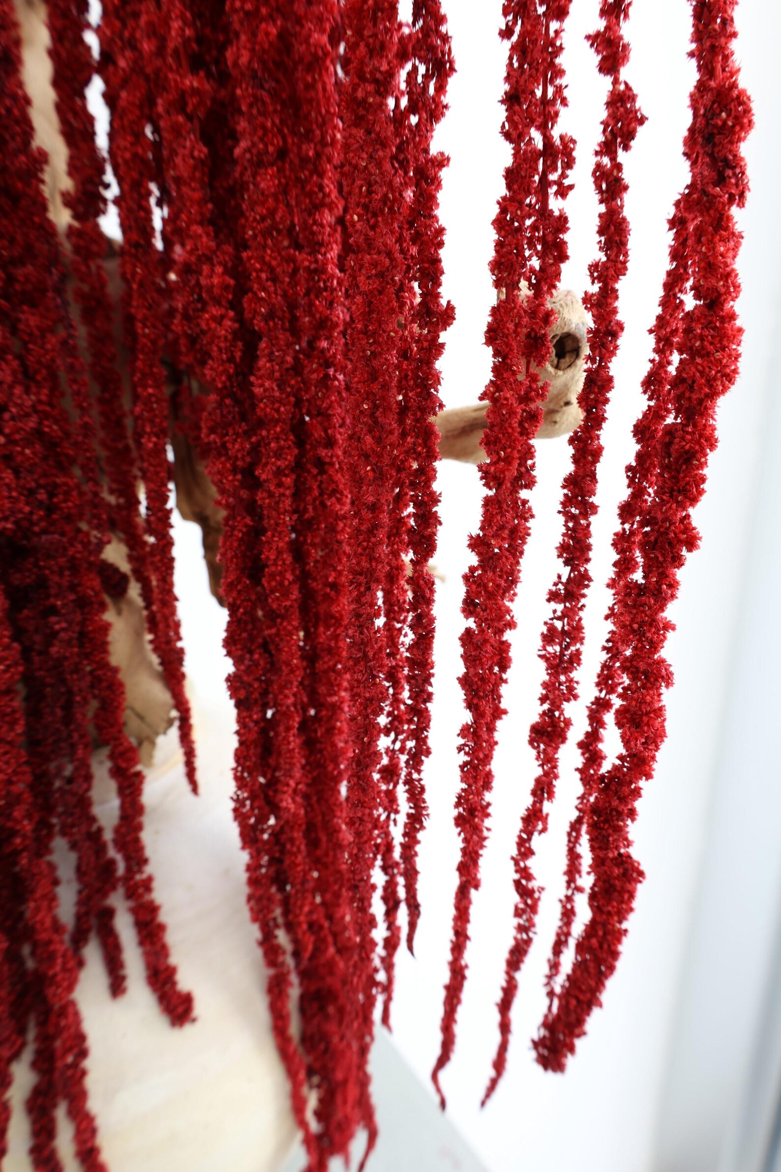 Deep Red Amaranthus Hanging Preserved - Etsy