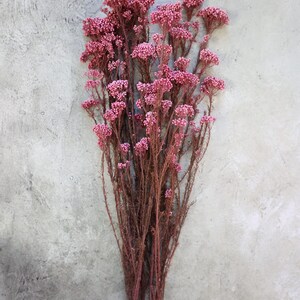 Preserved Rice Flowers, Dried Flowers, Dried Flower Filler, Filler ...