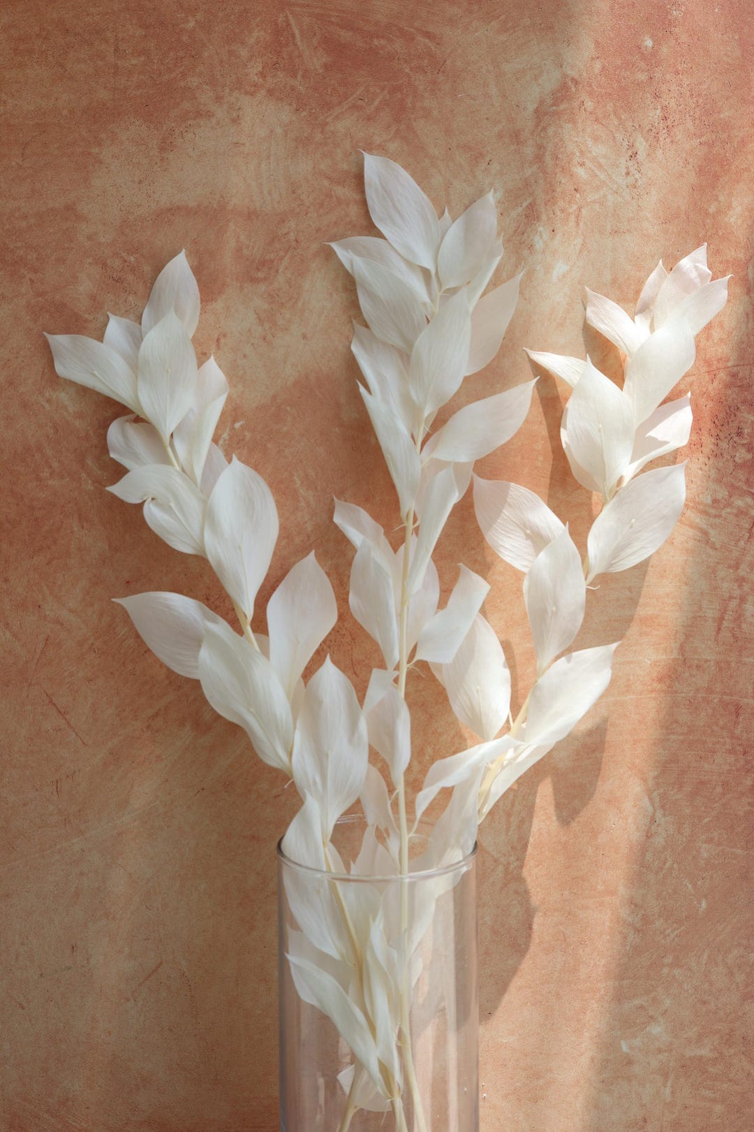 Bleached Ruscus Stems: Preserved Wedding Flowers, Home Decor - 20 Inch ...