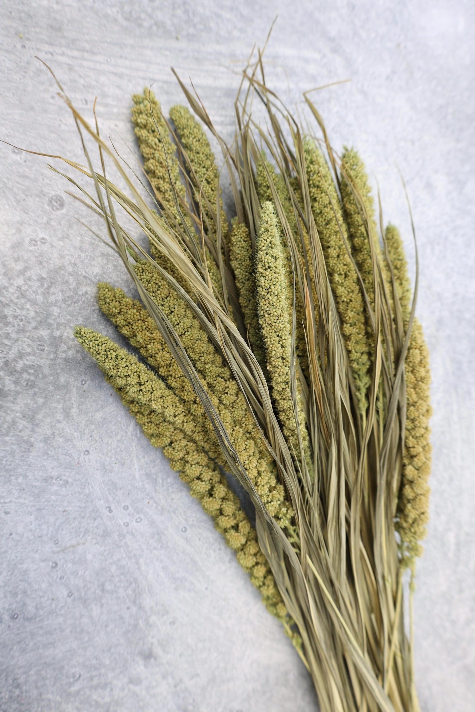 Dried Millet Grass Bundle, Natural Green Decor (23-29" Long) - Etsy