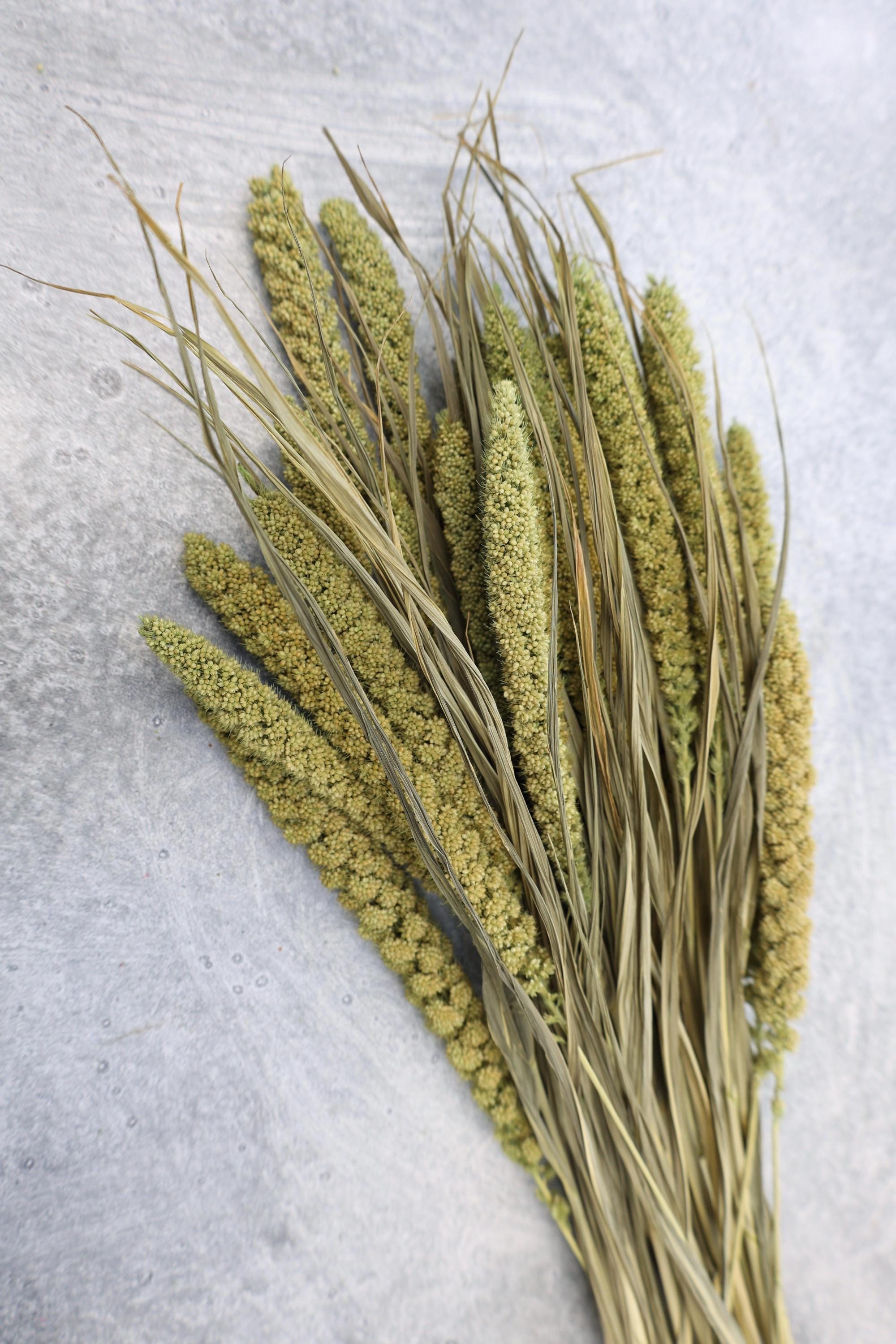 Dried Millet Grass Bundle, Natural Green Decor (23-29