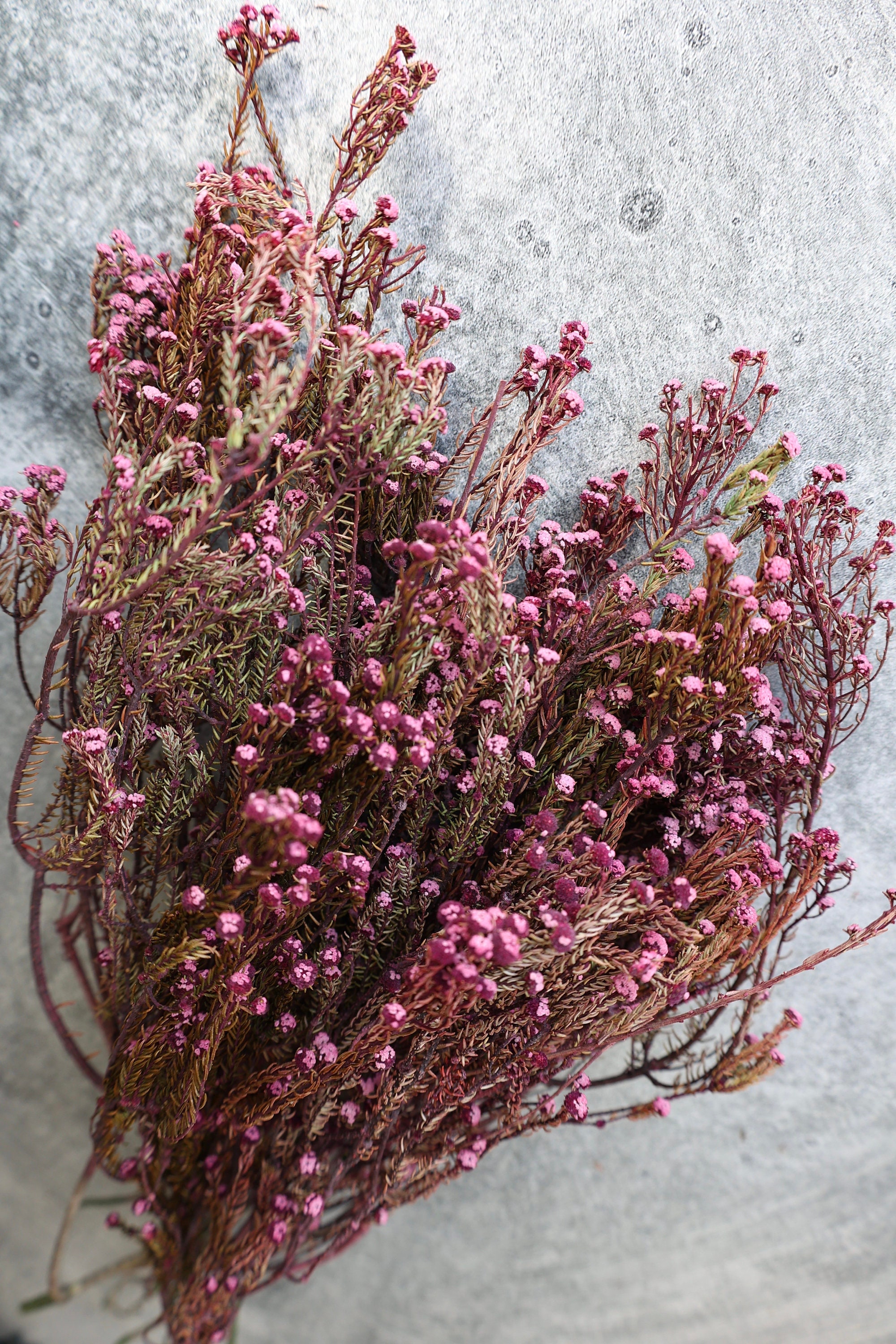 Preserved Pink Phylica, Dried Phylica, Fillers, Flower Arrangements ...