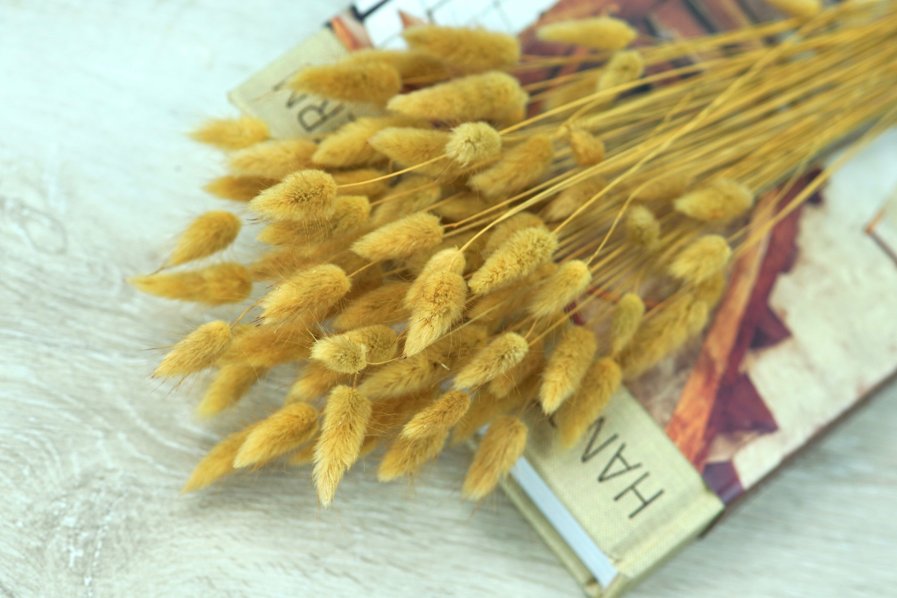 Honey Yellow Lagurus Flower Bush Dried Flowers Wedding - Etsy