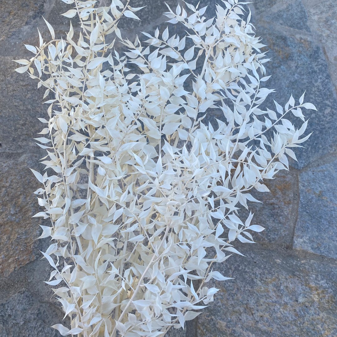 Bleached Italian Ruscus, Dried Ruscus, Dried Flowers, Wedding Flowers ...