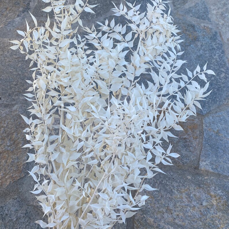 Bleached Italian Ruscus Dried Ruscus Dried Flowers Wedding | Etsy
