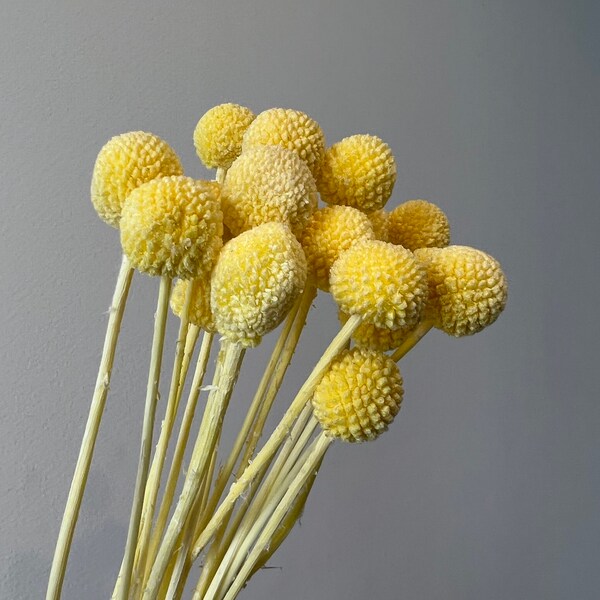 Dried Billy Balls - Etsy