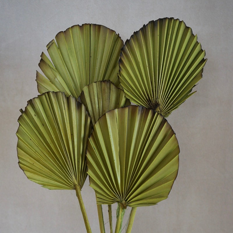 Palm Leaf Hand Fans - Etsy