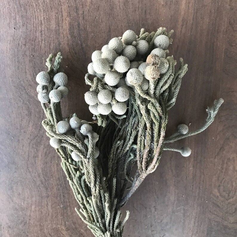 Natural brunia silver Dried Flowers Wedding Flowers | Etsy