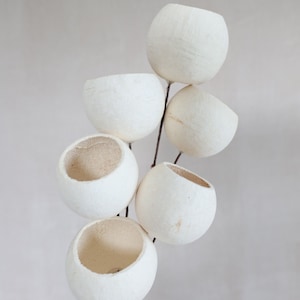 Bell Cups, Dried Flowers, Wedding Flowers, Bleached Bell Cups, Home ...