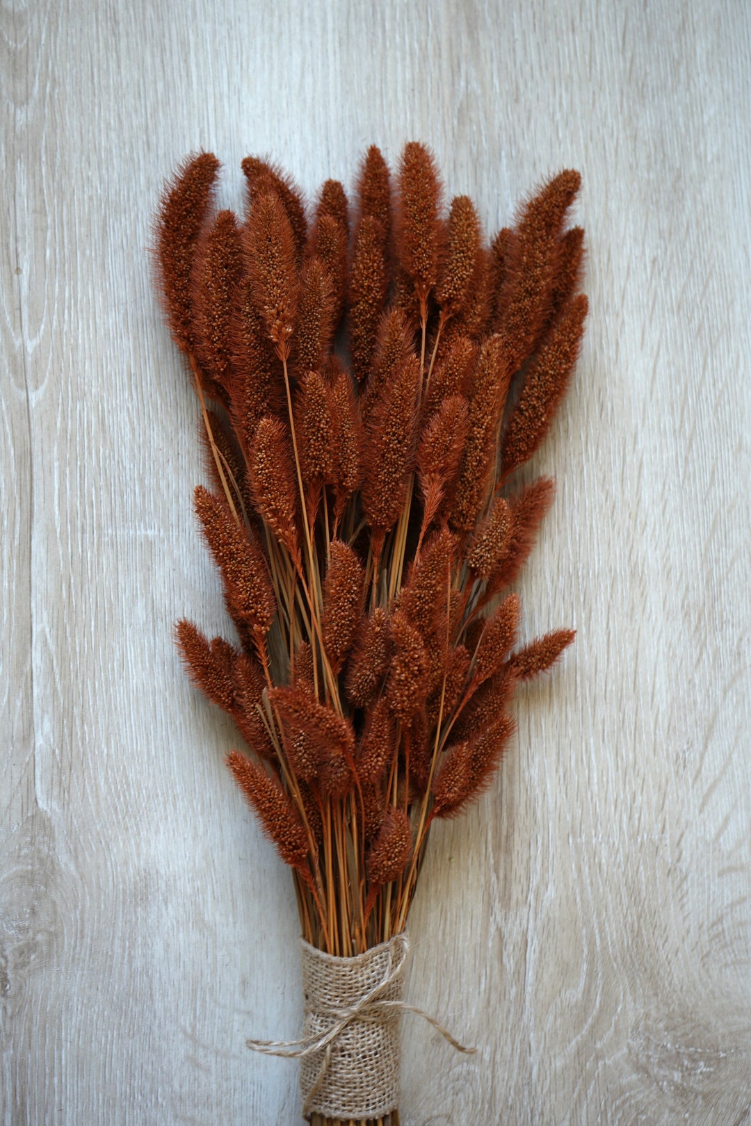 Dried Setaria Grass, Foxtail Millet, Dried Flowers, Wedding Flowers ...