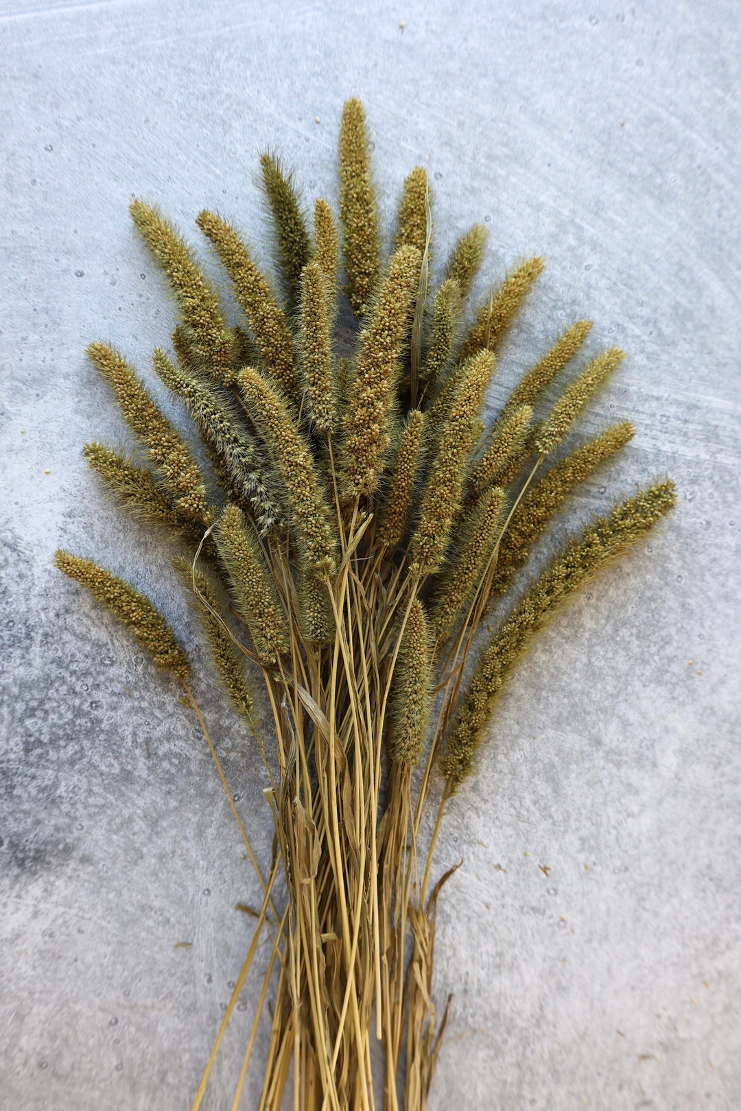 Olive Green Setaria, Dried Setaria Grass, Dried Flowers, Wedding ...
