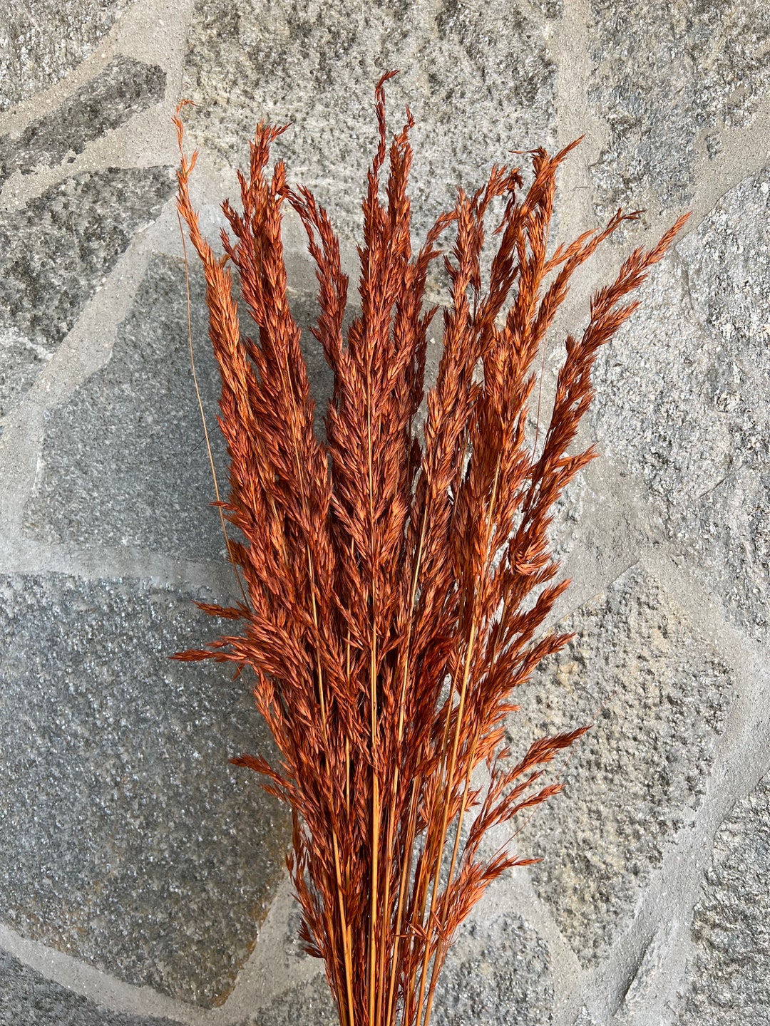 Wild Oats Natural/ Burnt Oak, Dried Flowers, Wedding Flowers, Home ...