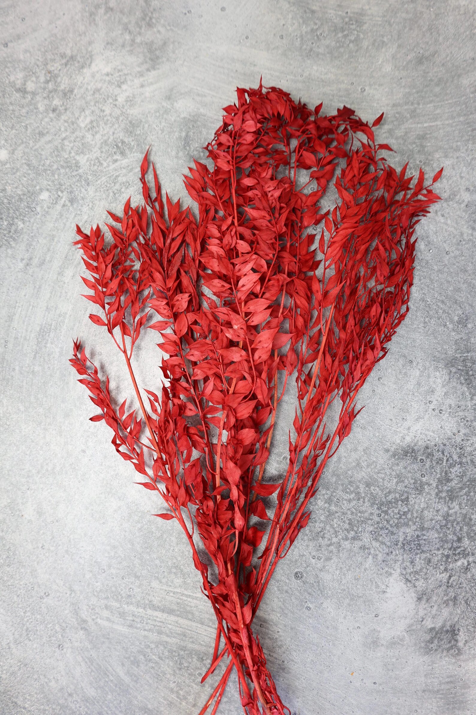 Italian Ruscus, Dried Ruscus, Dried Flowers, Wedding Flowers, Home ...