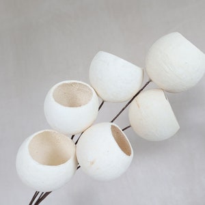 Bell Cups Dried Flowers Wedding Flowers Bleached Bell Cups - Etsy