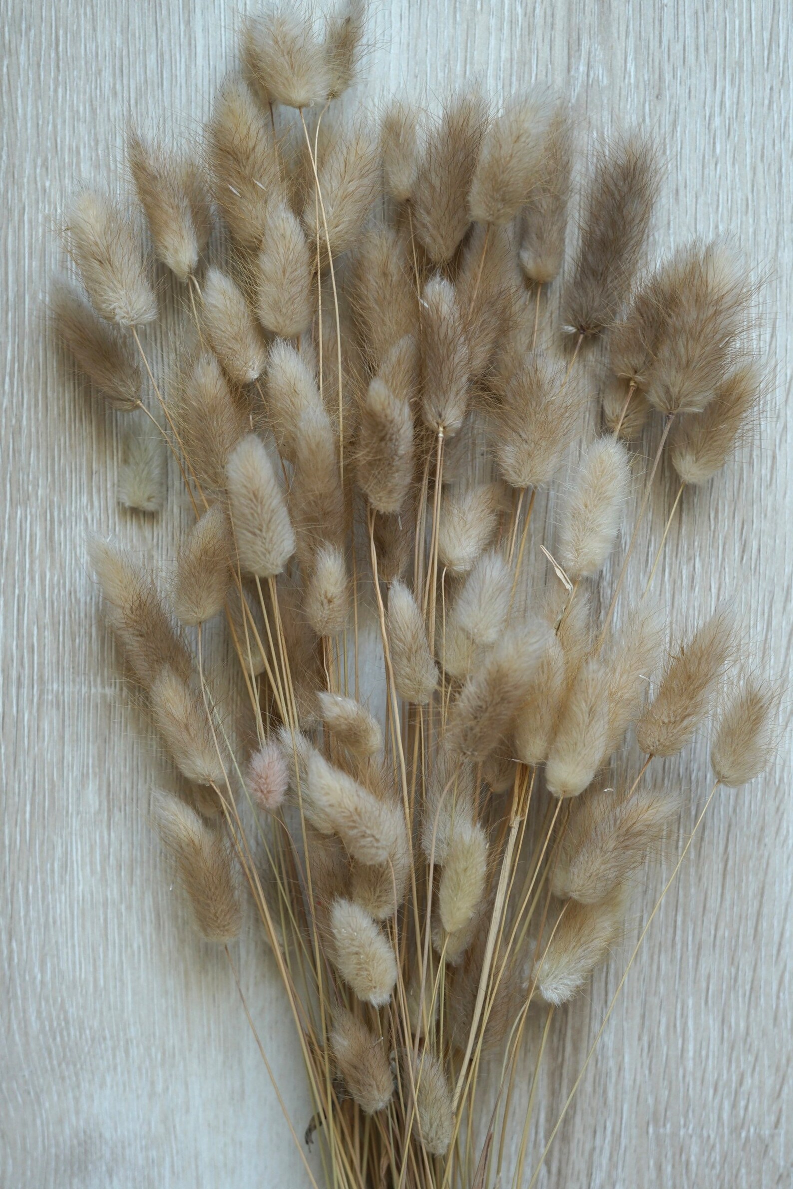 Natural Lagurus Flower Bush Dried Flowers Wedding Flowers - Etsy