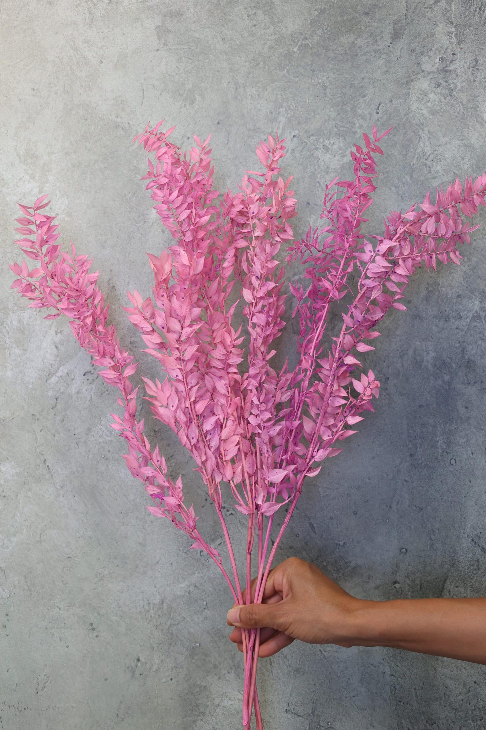 Italian Ruscus, Dried Ruscus, Dried Flowers, Wedding Flowers, Home ...