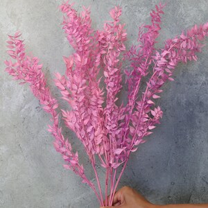 Italian Ruscus, Dried Ruscus, Dried Flowers, Wedding Flowers, Home ...