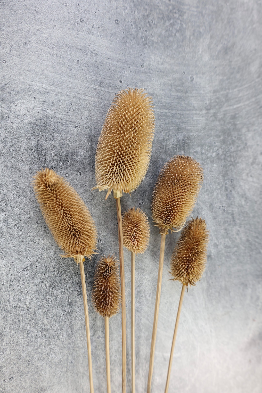 Dried Wild Teasel, Dried Flowers, Wedding Flowers, Home Decor, Thistle, Gift, Dried Pods, Wild ...