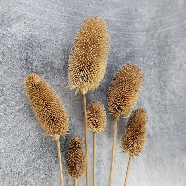 Teasel - Etsy