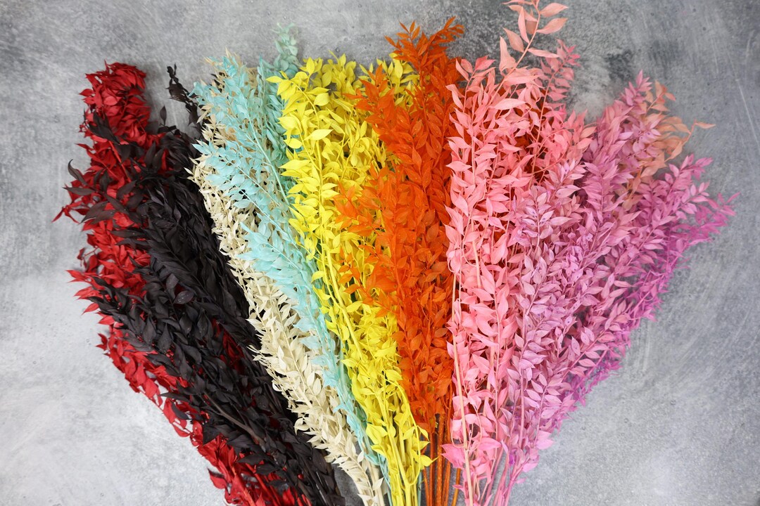 Italian Ruscus, Dried Ruscus, Dried Flowers, Wedding Flowers, Home ...