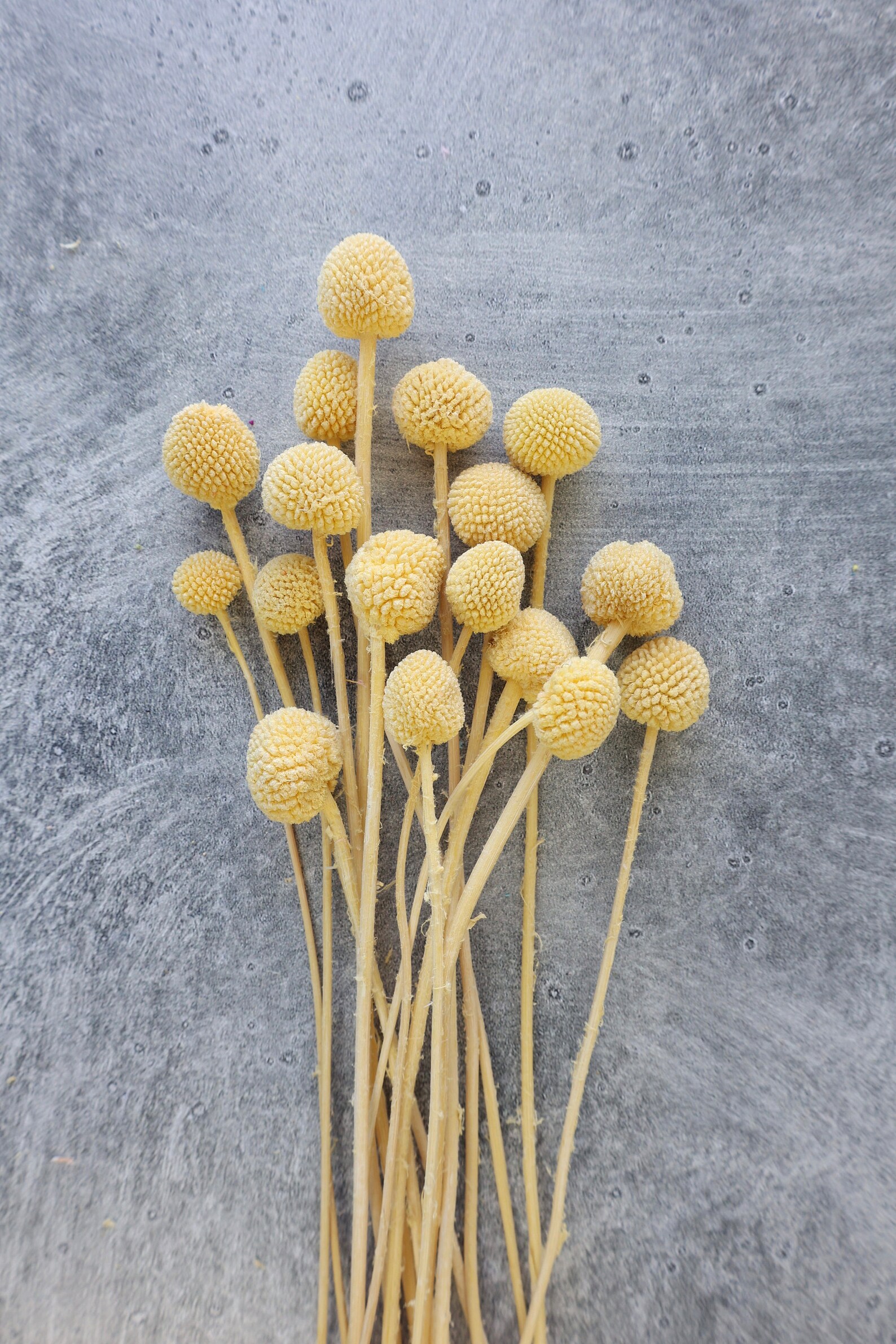 Dried Craspedia ,dried Billy Balls, Dried Flowers, Wedding Flowers ...