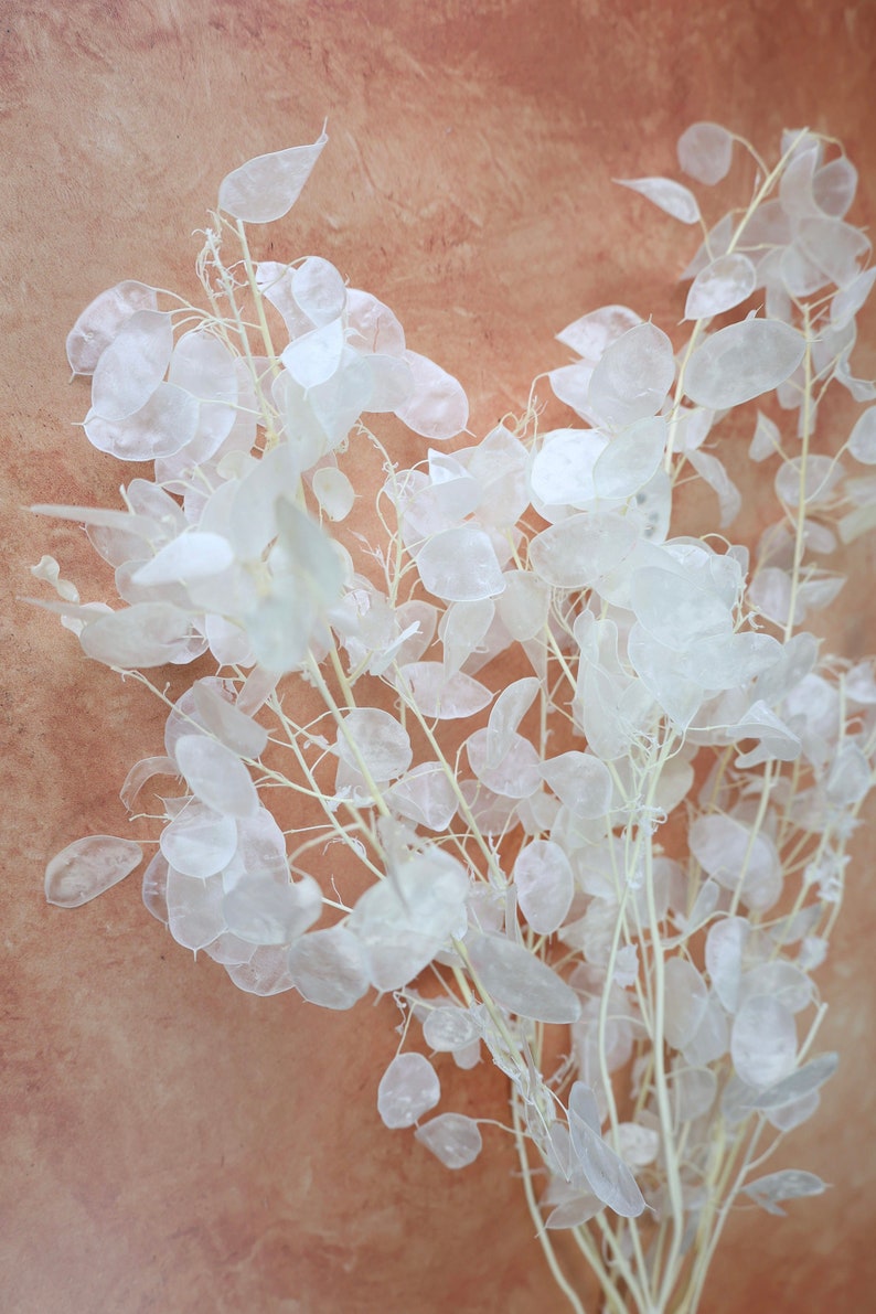 Lunaria, Dried Lunaria , Silver Dollar, Dried Flowers, Home Decor ...