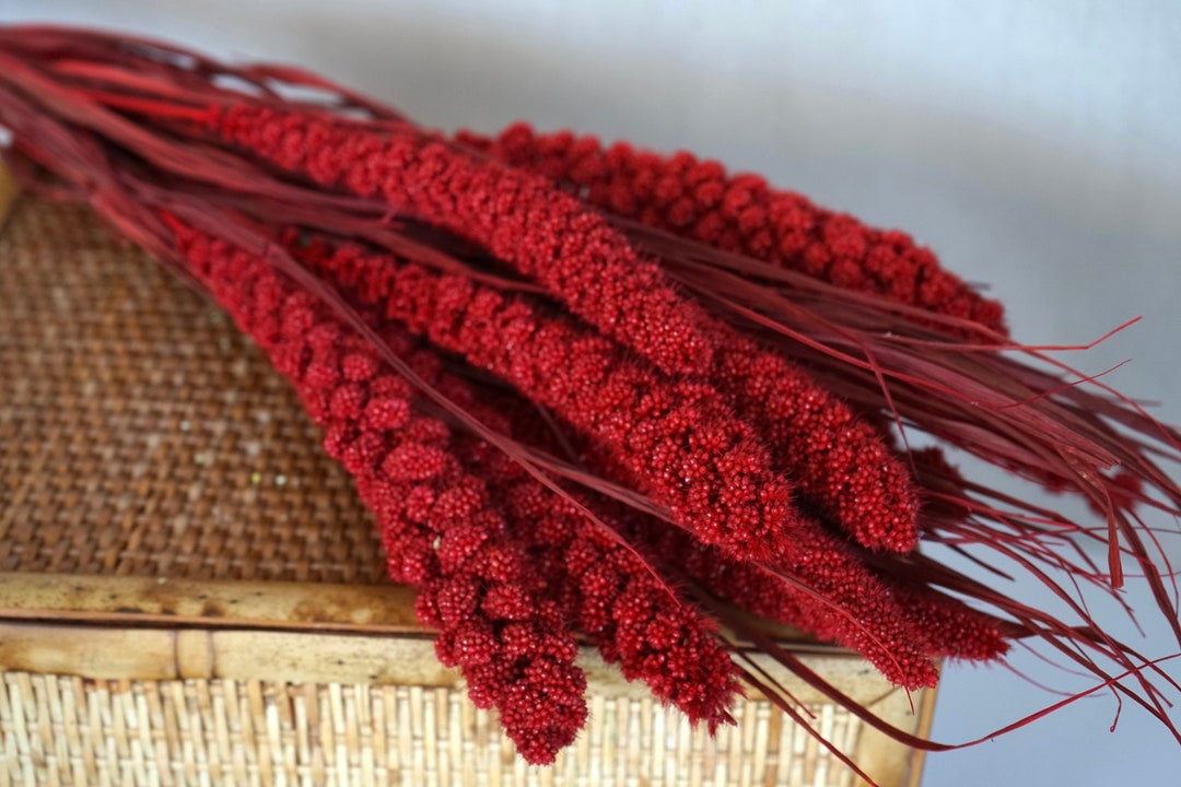 Dried Millet Grass, Dried Flowers, Wedding Flowers, Bunny Tails Flowers ...