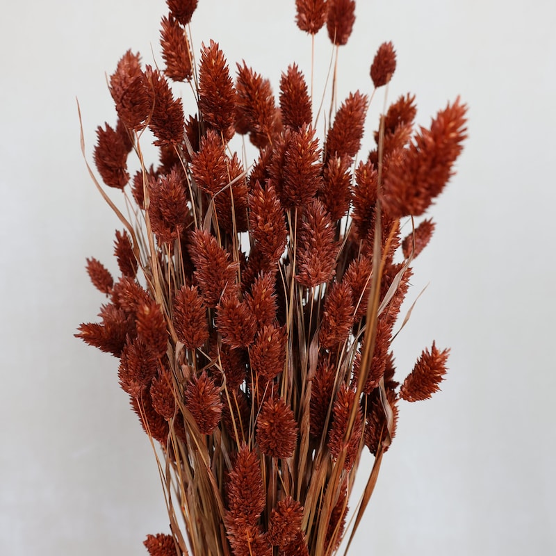 Dried Grass - Etsy