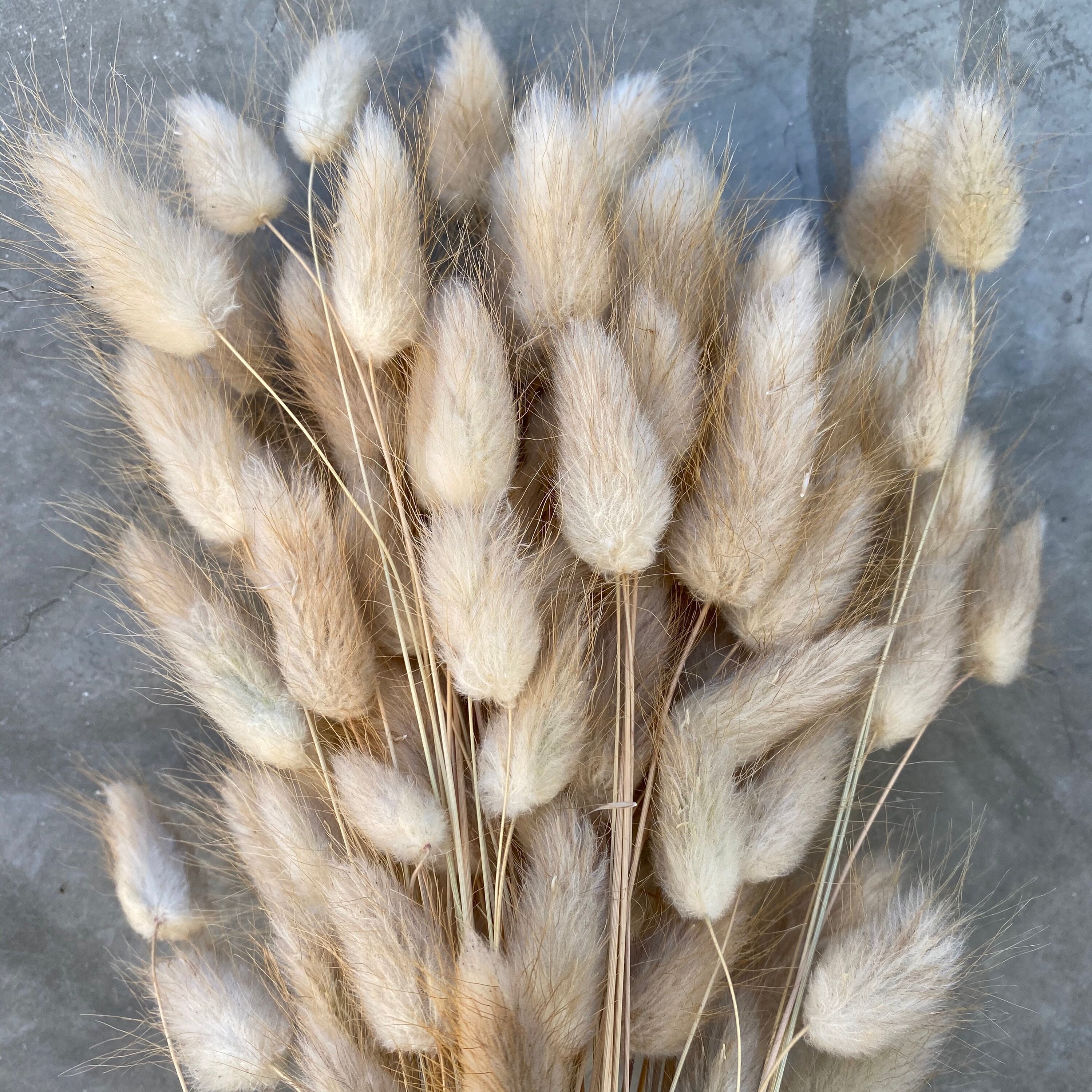 Natural Lagurus Flower Bush Dried Flowers Wedding Flowers | Etsy