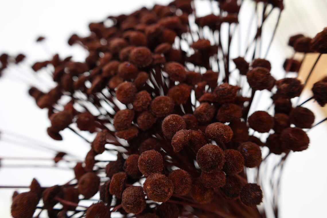 Chocolate Floral Button, Dried Floral Button, Floral Button Flowers ...