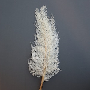 Bleached Preserved Lace Fern Leaves: Wedding Bouquet Supplies - Etsy